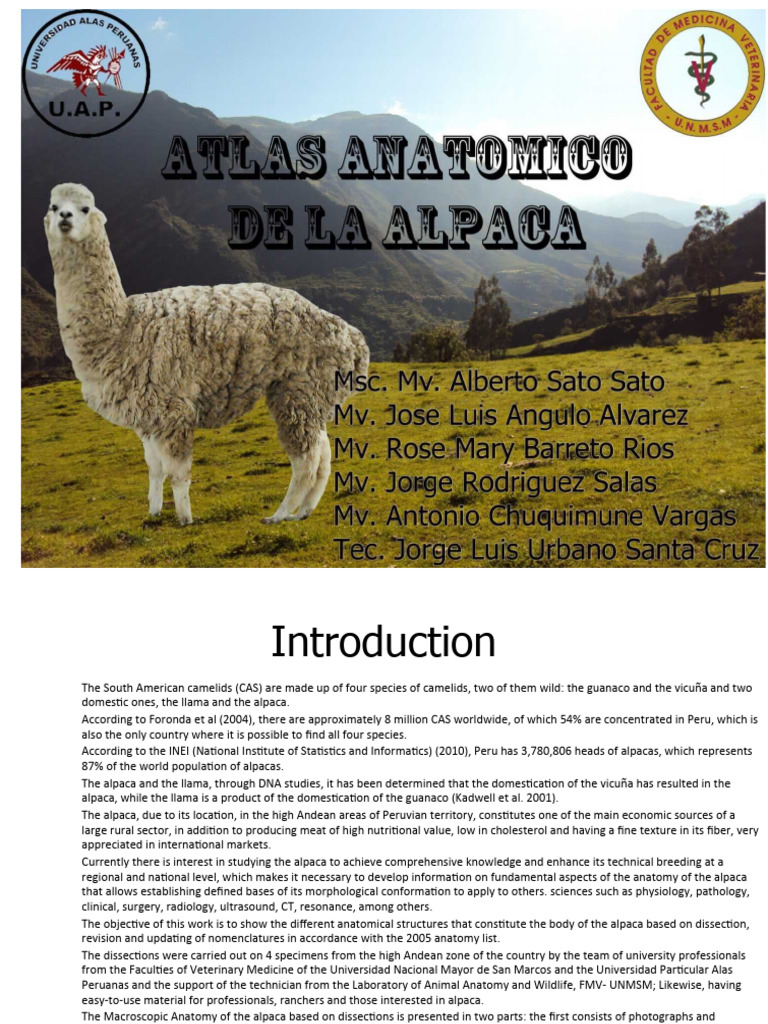 Alpaca Anatomical Atlas | PDF | Pelvis | Human Anatomy