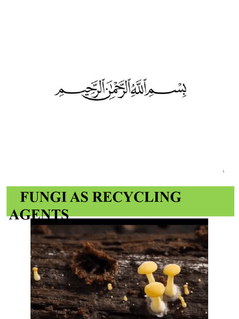 Fungi As Recyclers | PDF | Fungus | Decomposition