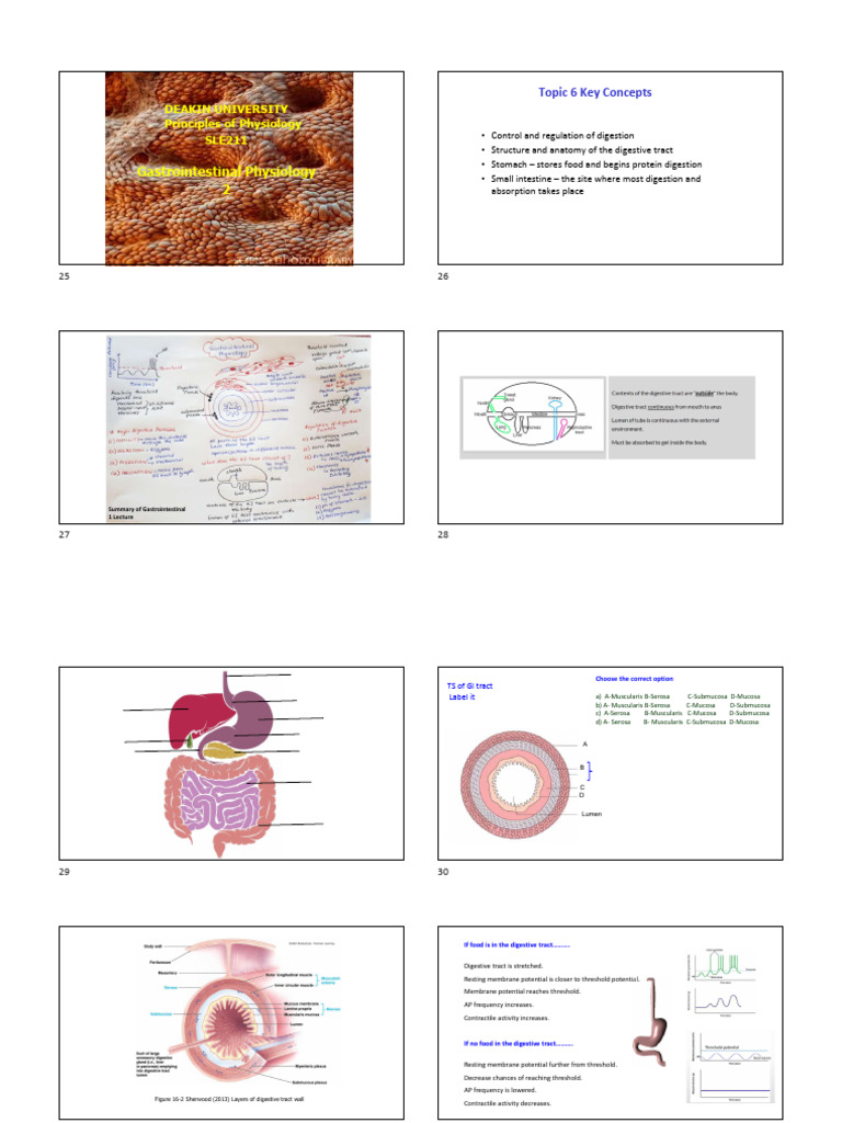 2024 Week 7 Lecture 2 - Gastrointestinal 2 - 4 Slides Per Page | PDF ...