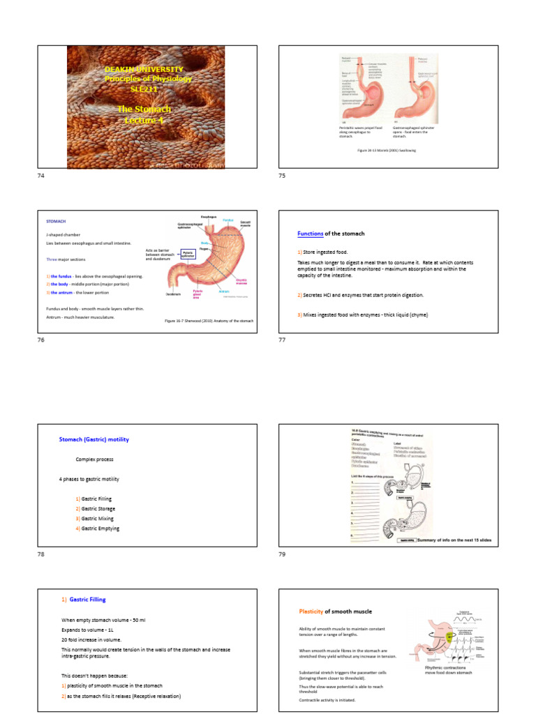 2024 Week 8 Lecture 1 - Gastrointestinal 4 - 4 Slides Per Page | PDF ...