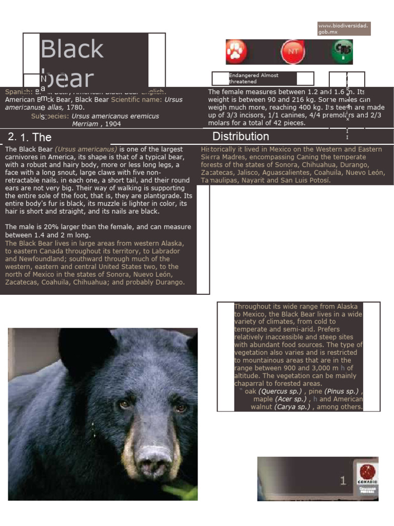 Black Bear | Download Free PDF | Bears | Predation
