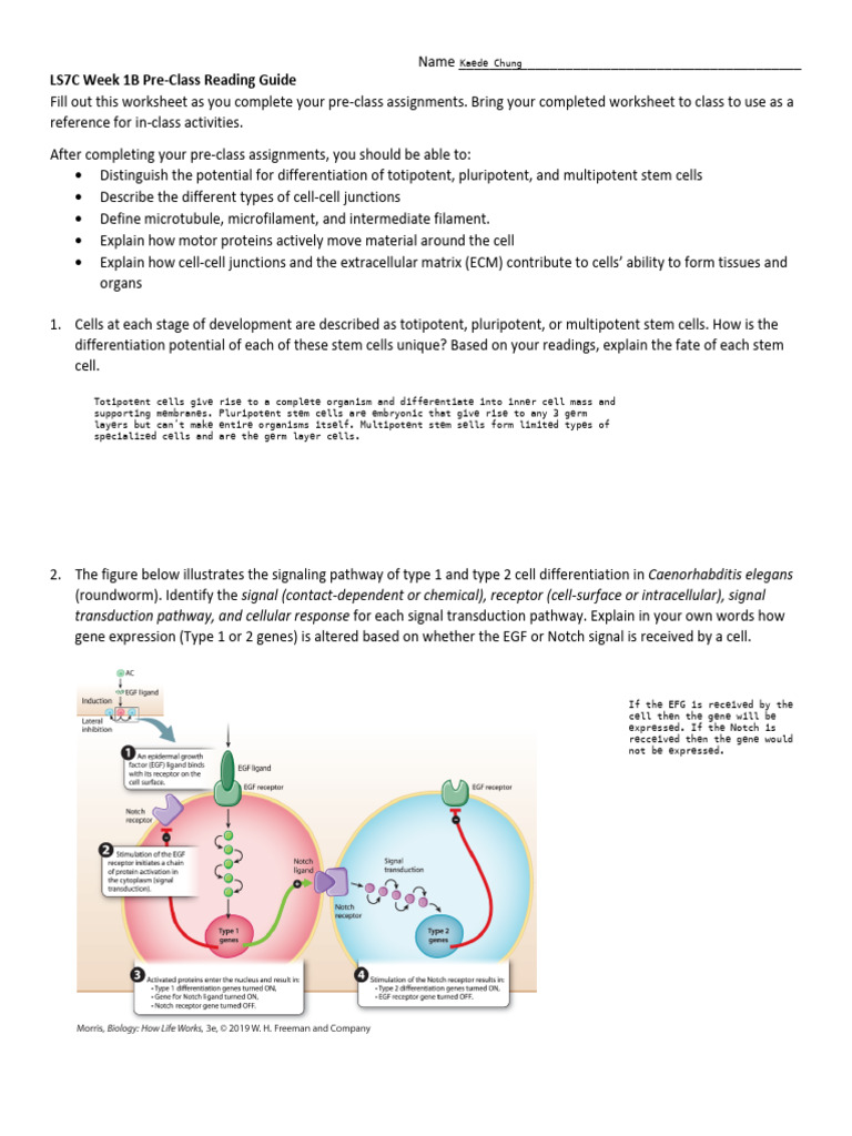 LS7C Week 1B Pre-Class Guide | PDF | Cytoskeleton | Microtubule