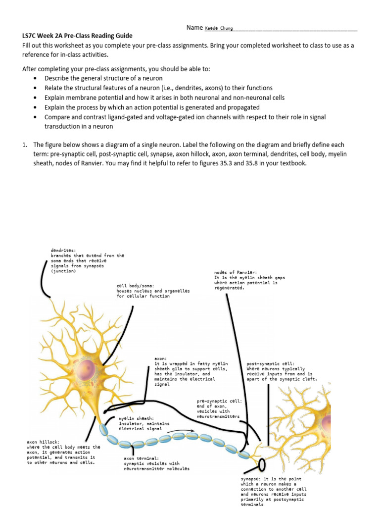 LS7C Week 2A Pre-Class Reading Guide | PDF | Action Potential ...