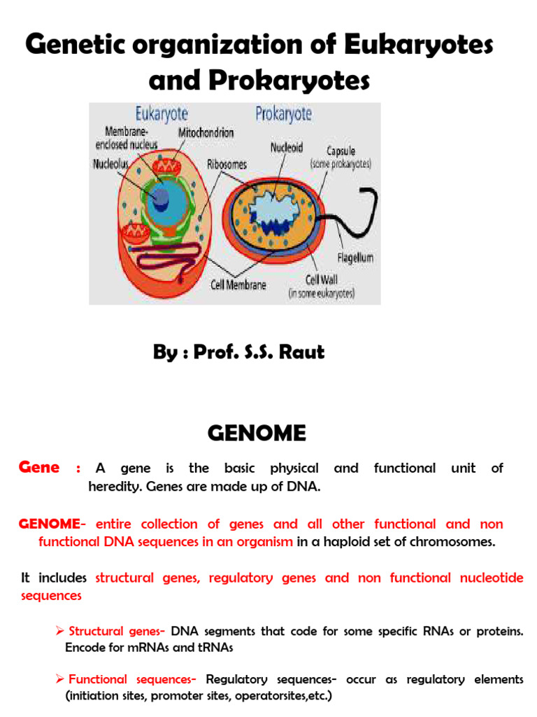 TY - Biotech - Genetic Organization of Prokaryotic and Eukaryotic | PDF ...