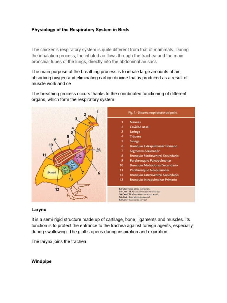 Physiology of The Respiratory System in Birds | PDF | Respiratory ...