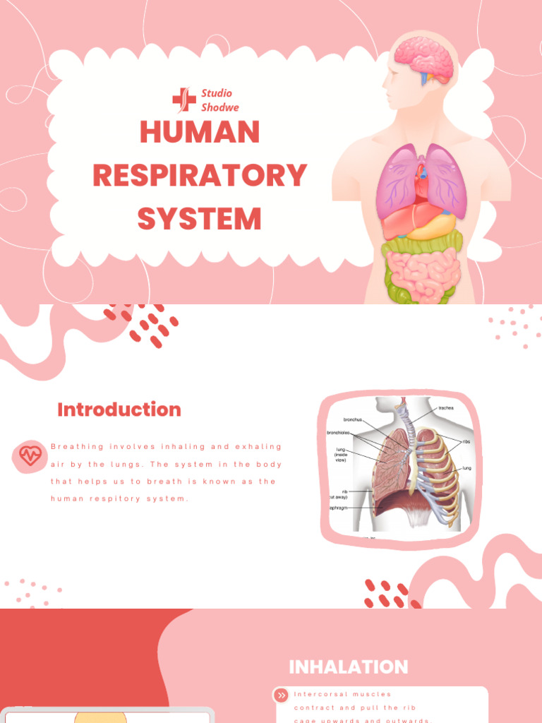 Human Respiratory System Model Guide | PDF | Self-Improvement | Science ...