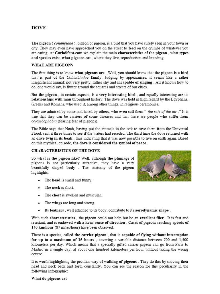 Dove | Download Free PDF | Columbidae | Zoology