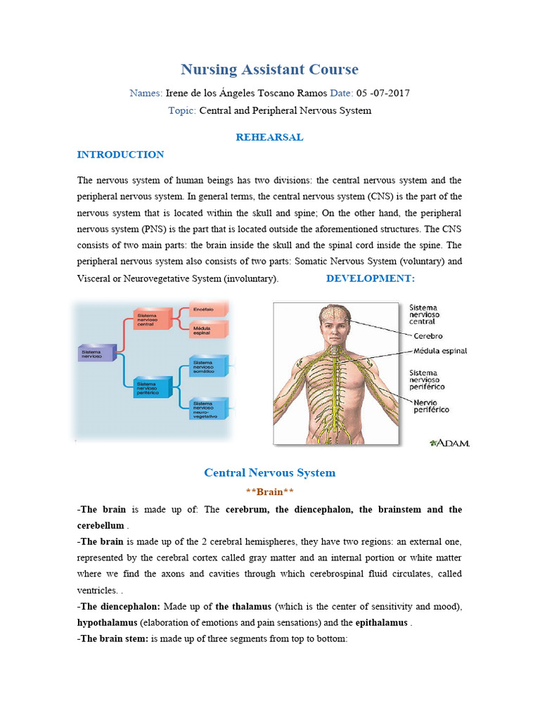 Updated Central and Peripheral Nervous System Test | PDF | Central ...