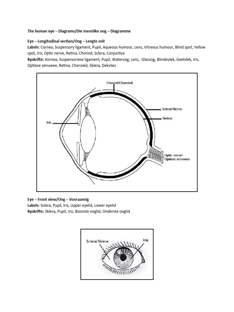 The Human Eye - Diagrams | PDF | Wellness