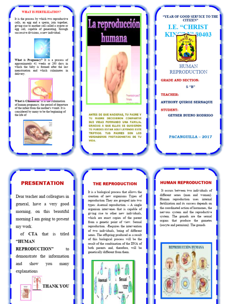Triptych Human Reproduction | PDF | Sexual Reproduction | Reproduction