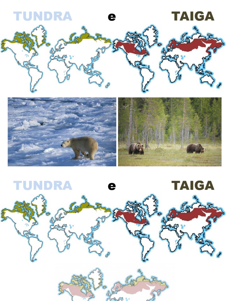 Tundra e Taiga | PDF