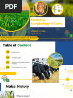 Rice Insect Pest & Their Management | PDF | Biological Pest Control | Rice