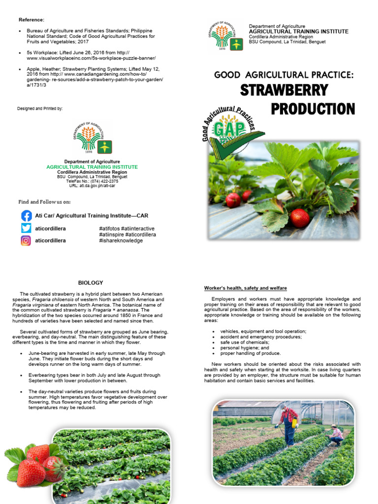 Gap Strawberry | PDF | Strawberry | Mulch
