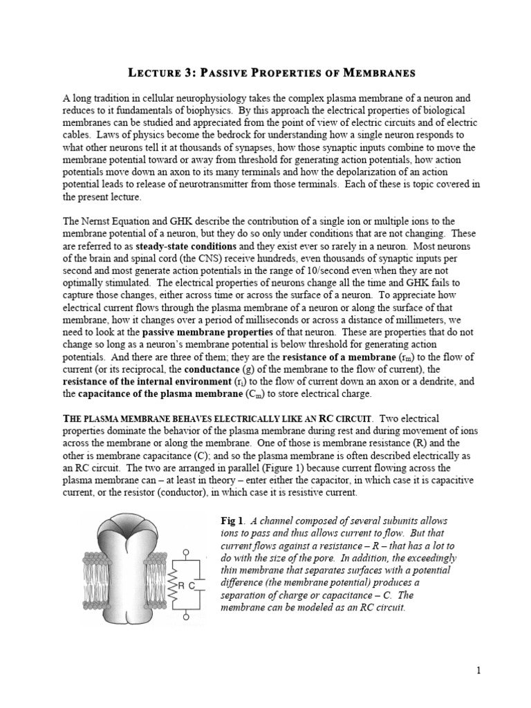 Lecture03 ElectricalProperties | PDF | Chemical Synapse | Action Potential