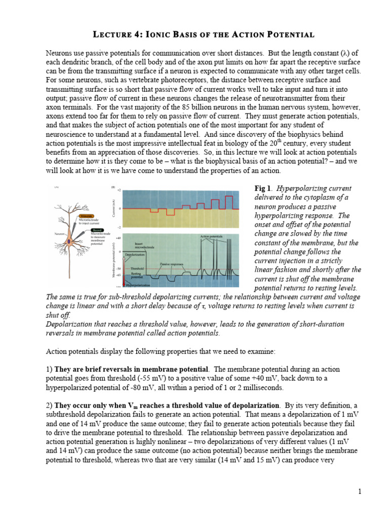 Lecture04 ActionPotential-2017 | PDF | Action Potential | Membrane Potential