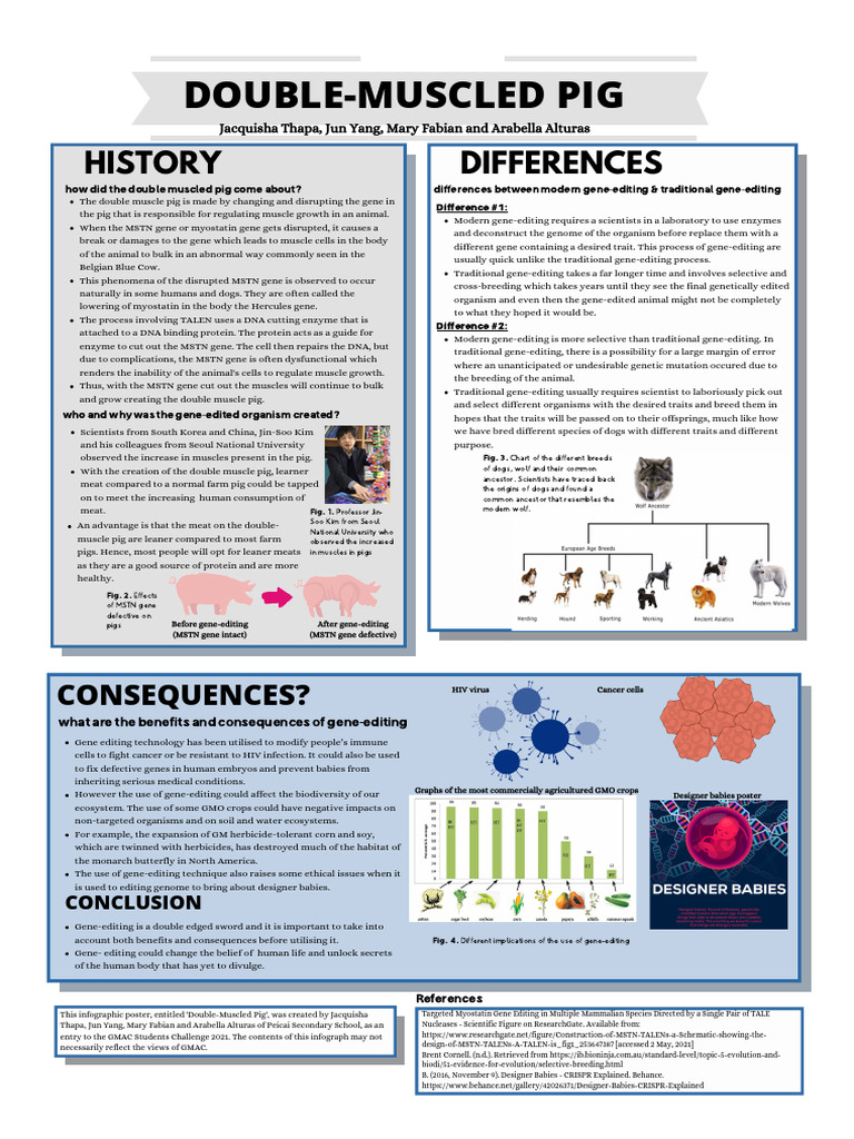 (FINAL) GMAC Double-Muscled Pig | PDF | Genetic Engineering | Gene