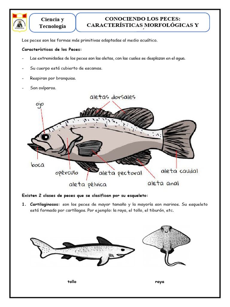 d3 Ficha Ciencia Conociendo A Los Peces Caracterísitcas Morfologicas y ...
