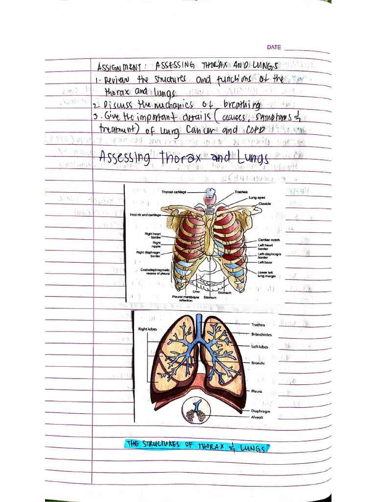 Assessing Thorax and Lungs | PDF