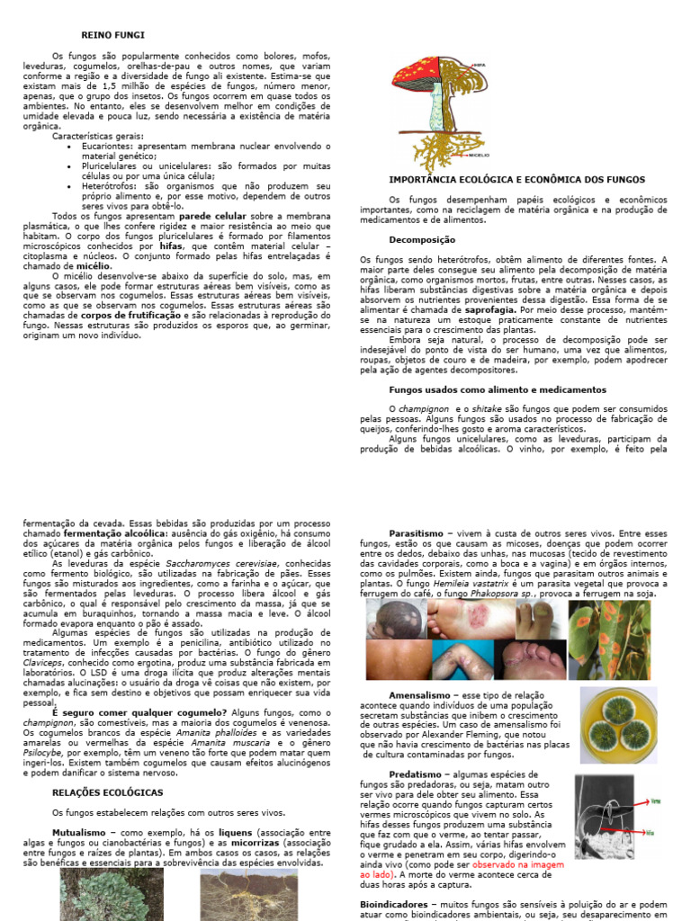 Teoria e Exercícios Sobre Fungos | PDF | Fungo | Fermento