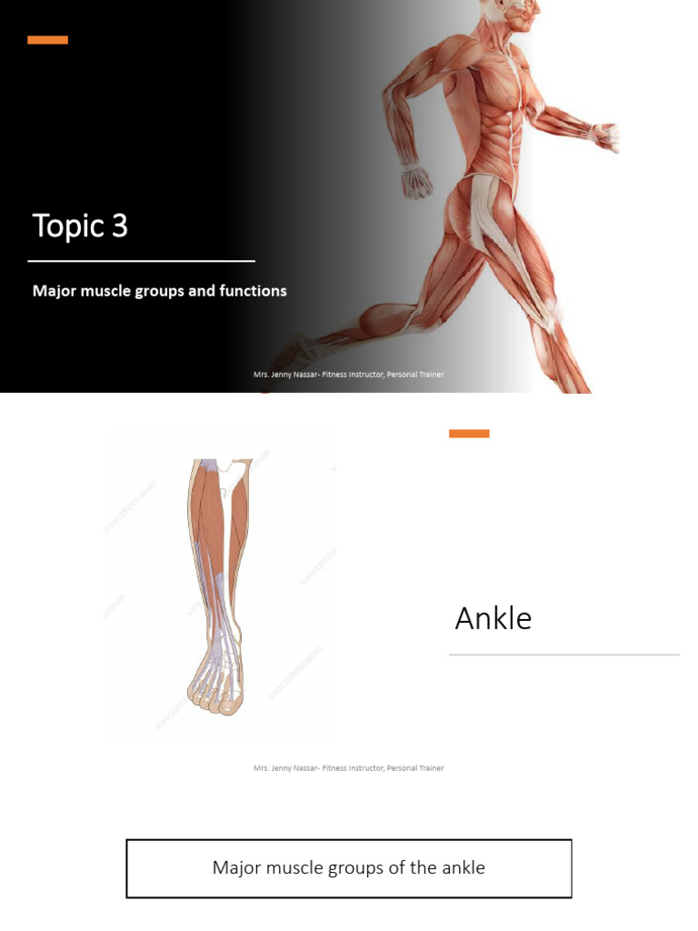 Topic 3 - Major Muscle Groups and Functions | Download Free PDF ...