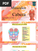 Función y Anatomía del Músculo Mentoniano | PDF | Cara | Anatomía humana