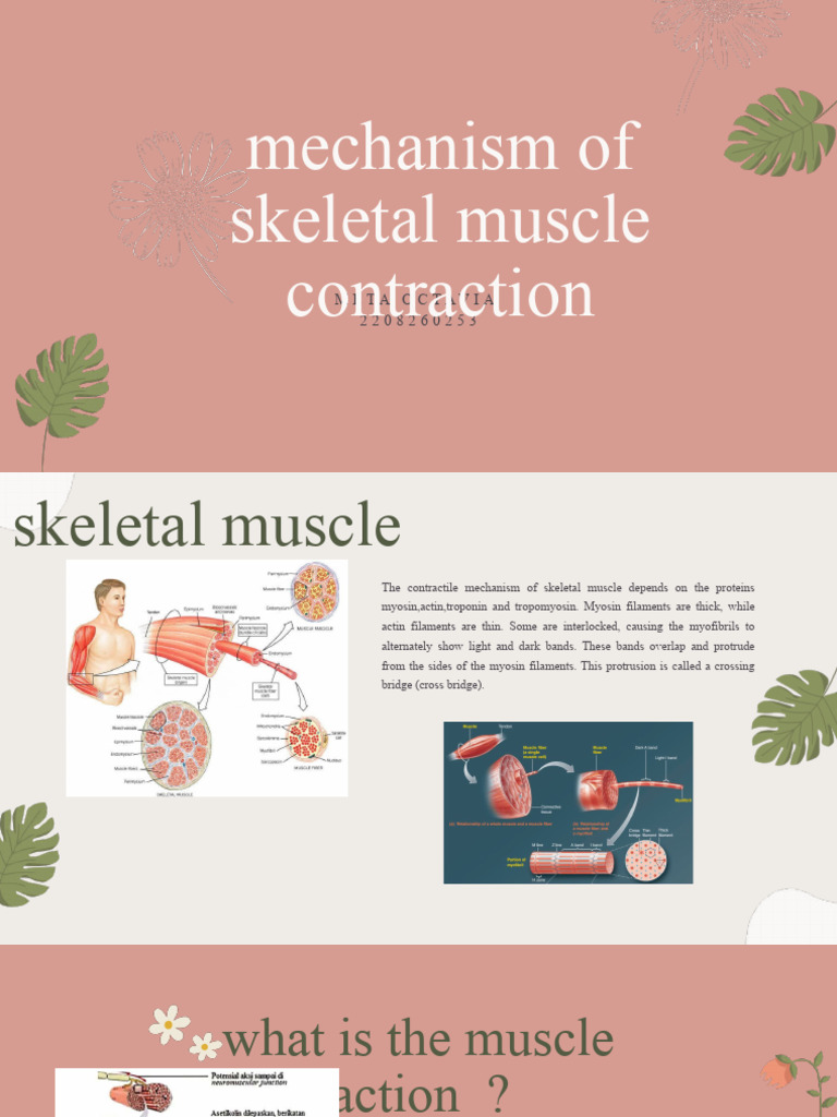 Mechanism of Skeletal Muscle Contraction | PDF | Muscle Contraction ...