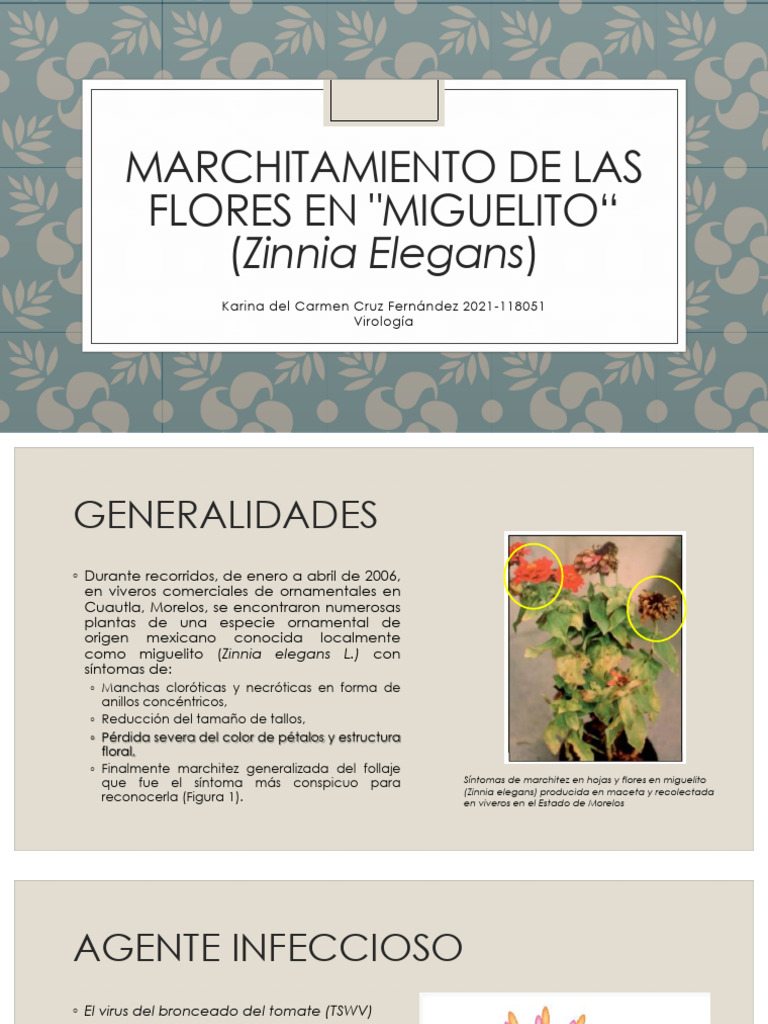 Marchitamiento de Las Flores en Miguelito (Zinnia Elegans) - Karina ...
