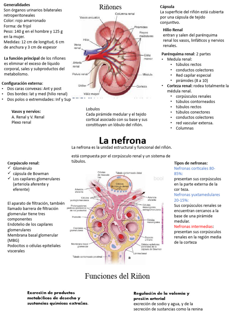 Anatomía Y Funciones De Los Riñones Pdf Riñón Micción
