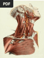 1 Region Superciliar | PDF | Cráneo | Anatomía humana
