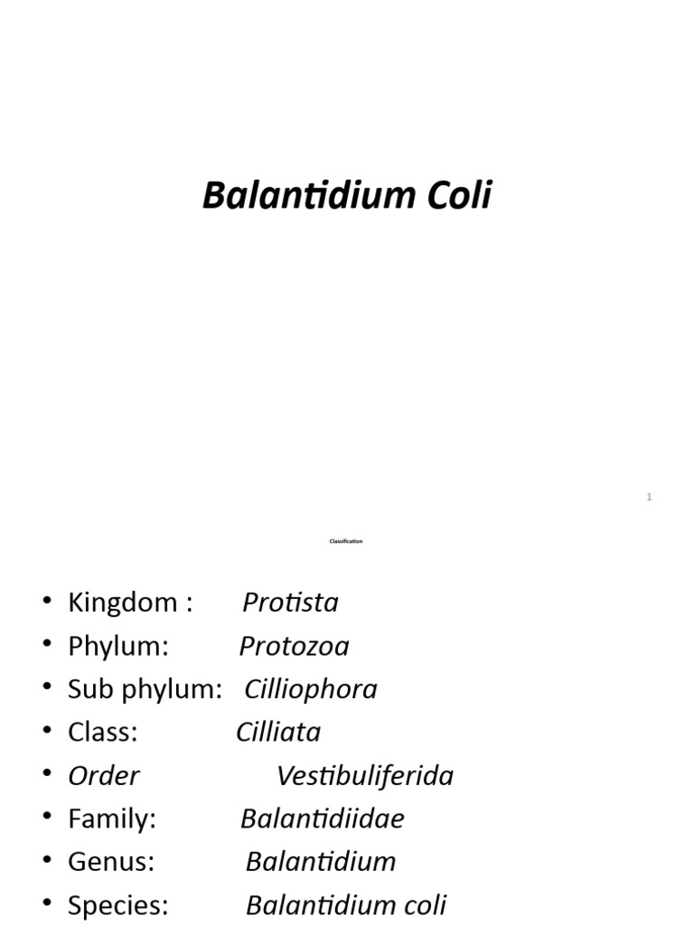 Balantidium Coli Classification Overview | PDF | Biology | Clinical ...