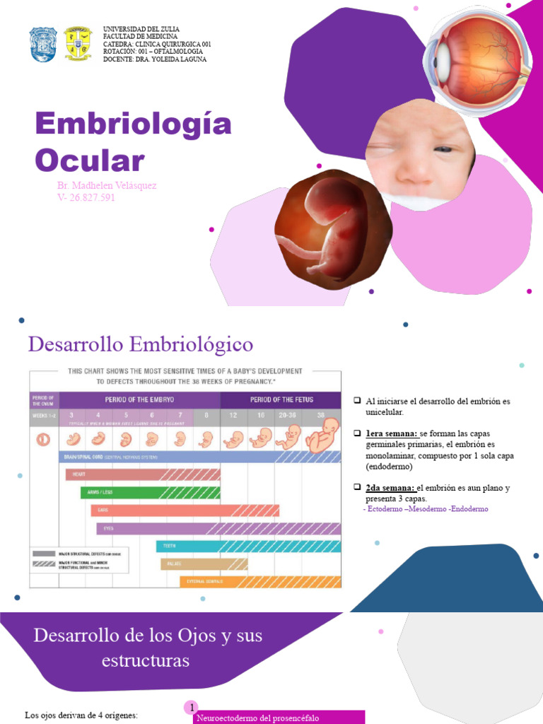 Embriología del Ojo: Desarrollo y Defectos | PDF | Ojo humano | Retina