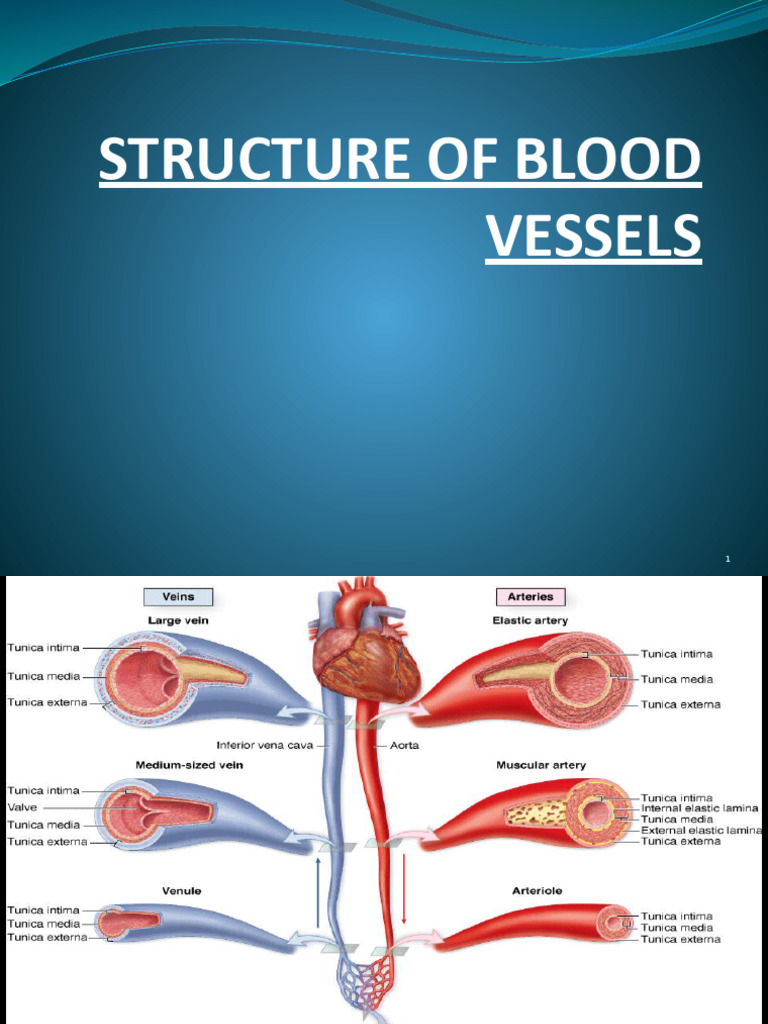 Structure of Blood Vessels Explained | PDF | Artery | Vein
