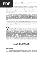 Aves Clasificacion y Plumas | PDF | Pluma | Ornitología