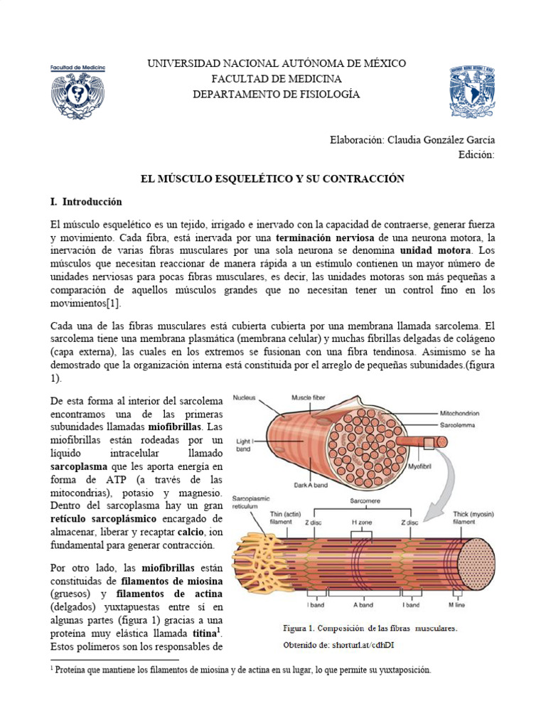 Material De Apoyo 1 Músculo Esquelético Pdf Músculo Contracción