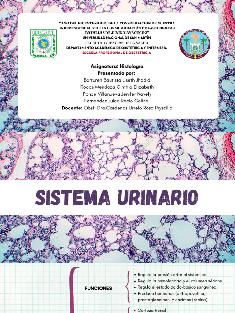 Sistema Urinario | PDF | Riñón | Sistema urinario