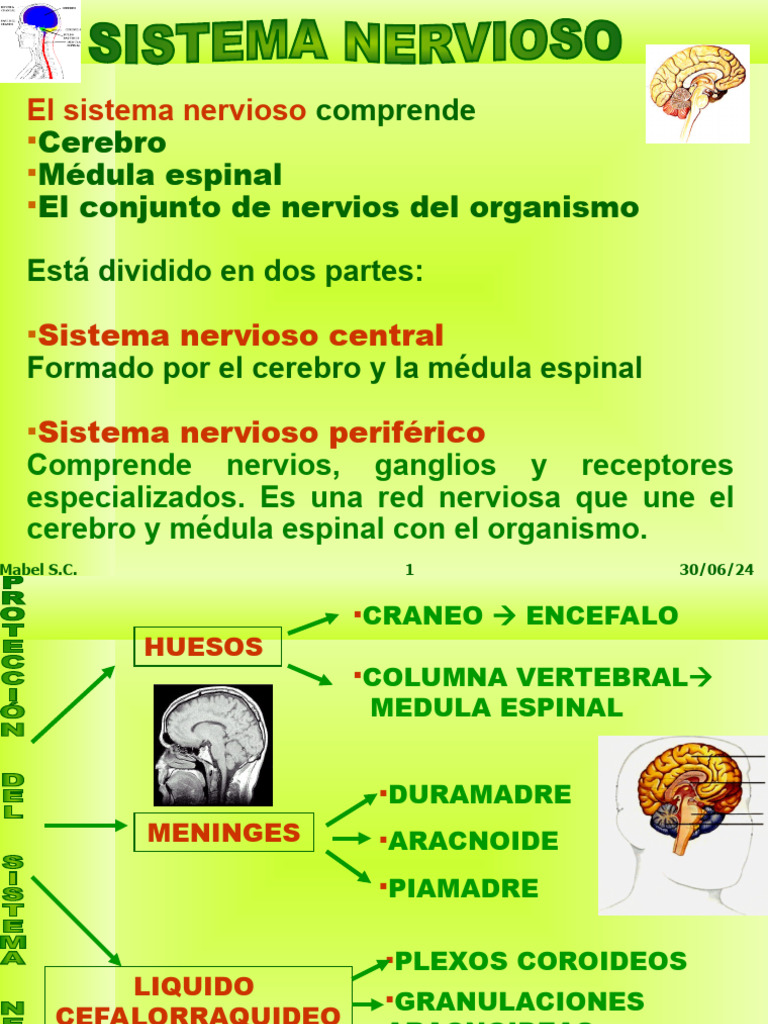 S.NERVIOSO-08ver | PDF | Cerebro | Sistema nervioso