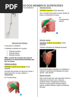 Cíngulo Do Membro Superior | PDF | Membros (anatomia) | Anatomia humana