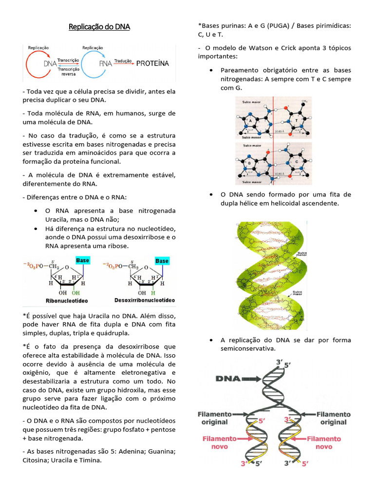 Replicação Do DNA - RESUMO | PDF | RNA | Replicação de DNA