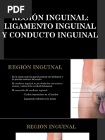 Conducto Inguinal | PDF | Abdomen | Anatomía humana