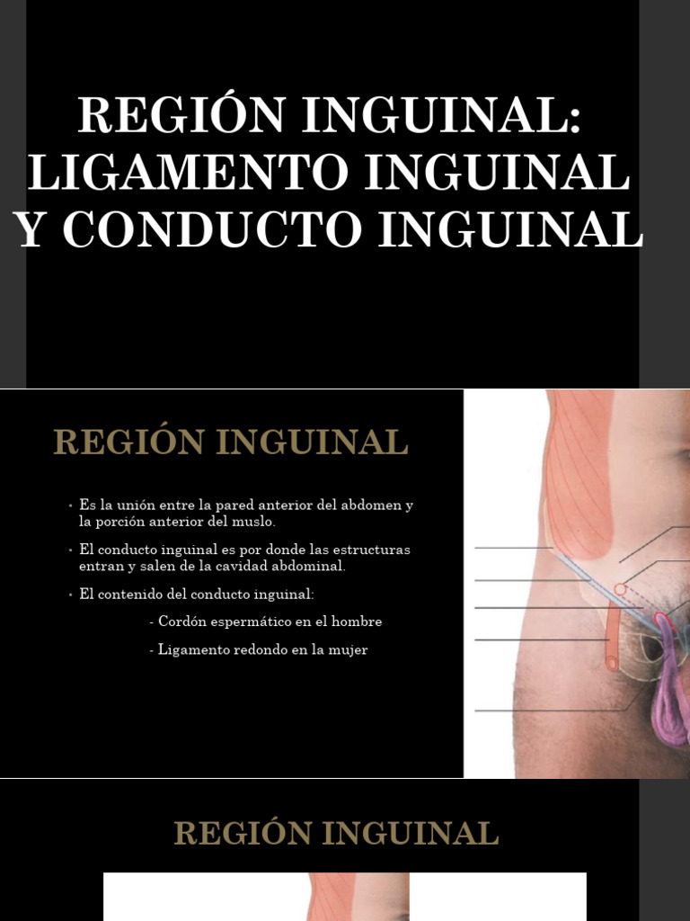 Región Inguinal | PDF | Abdomen | Pelvis