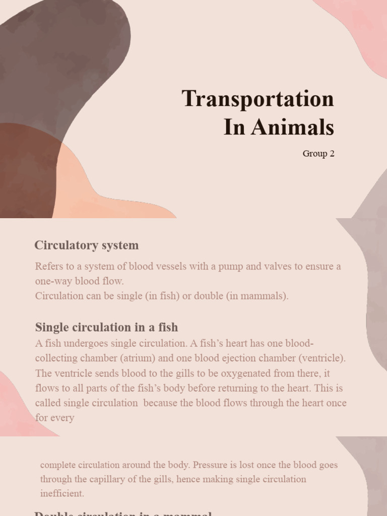 Transport - in - Animals 1 | PDF | Heart | Blood