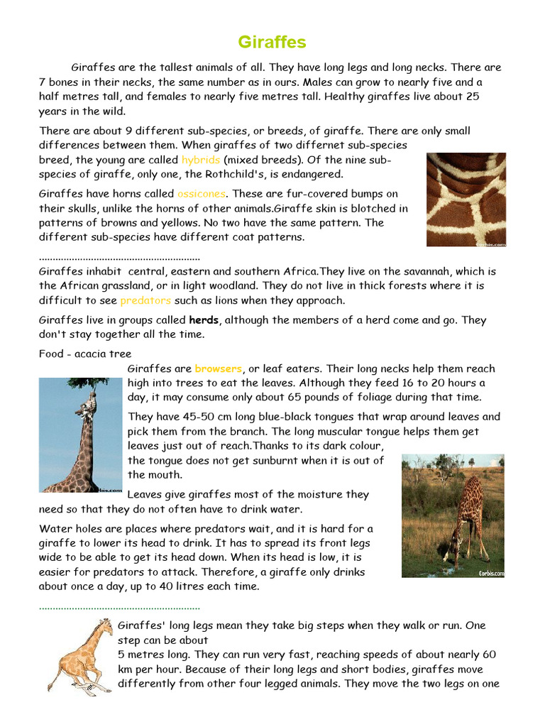 Giraffe Facts: Habitat, Diet, and Behavior | PDF | Giraffe | Zoology