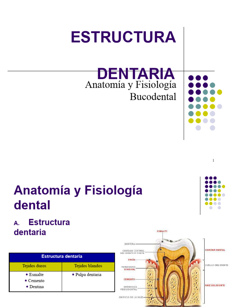 Clase 2 Anatomia y Fisiologia Bucodental | PDF | Diente humano | Diente