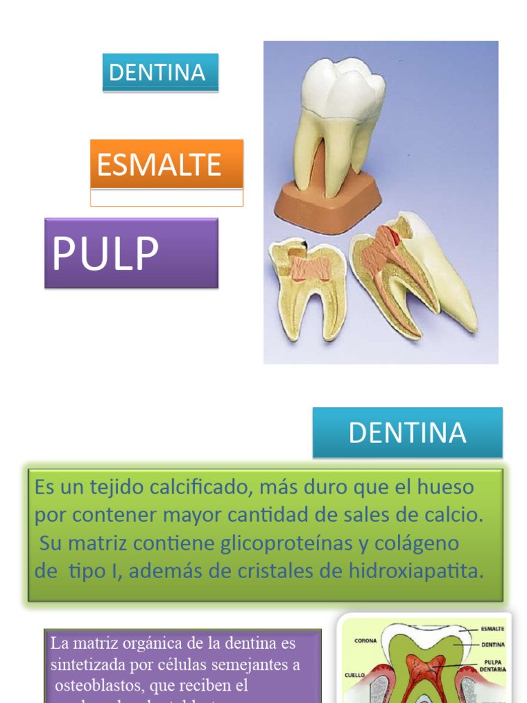 Clase 2 Esmalte, Dentina y Pulpa | PDF | Dentina | Esmalte de dientes
