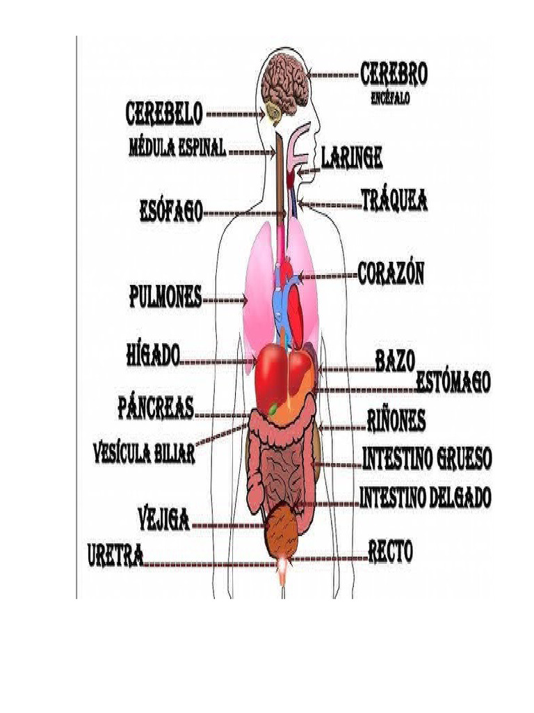 IMAGEN de Anato | PDF