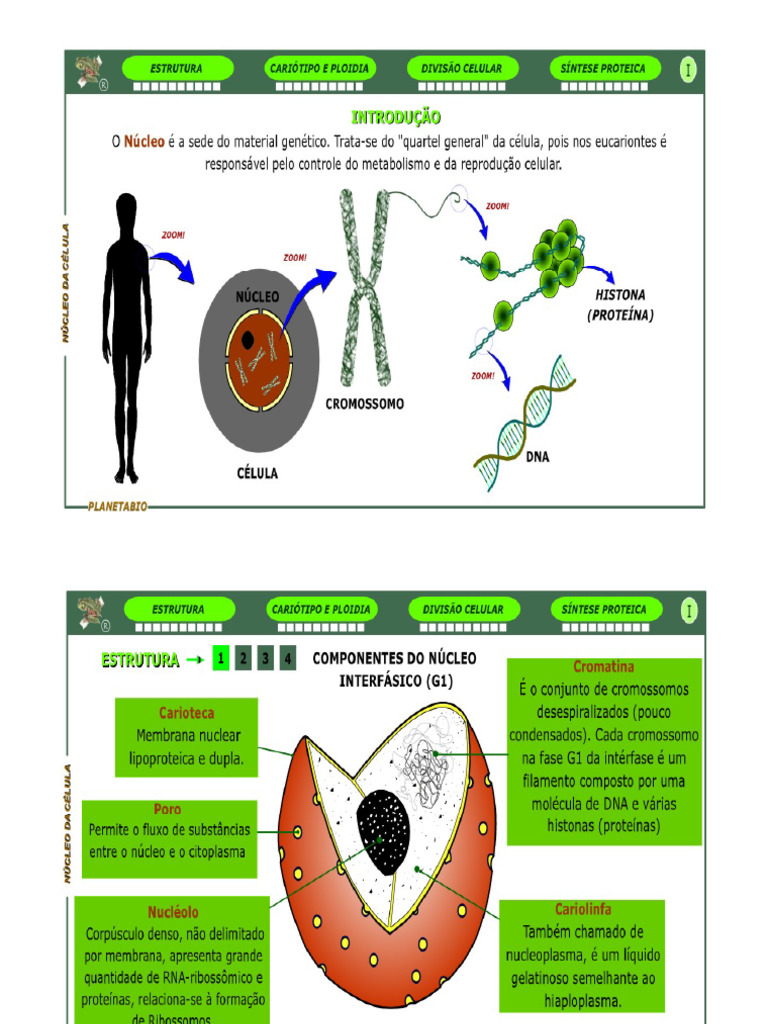 Citologia Núcleo Estrutura Divisão Celular E Síntese Proteíca Pdf