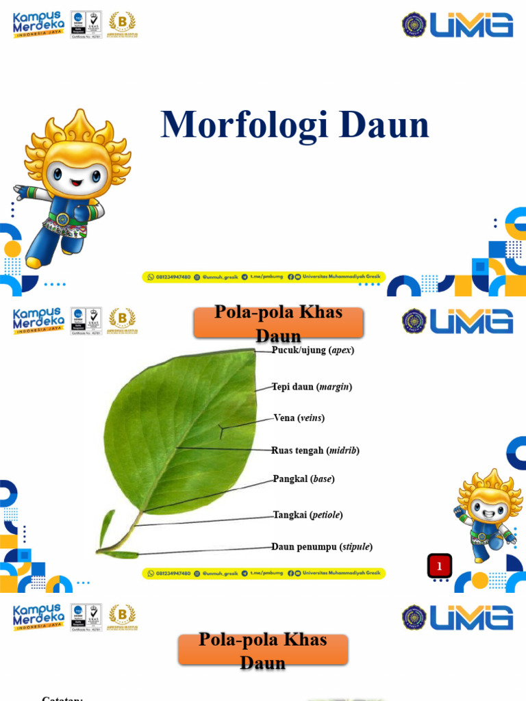 Pertemuan (Morfologi Daun) | PDF