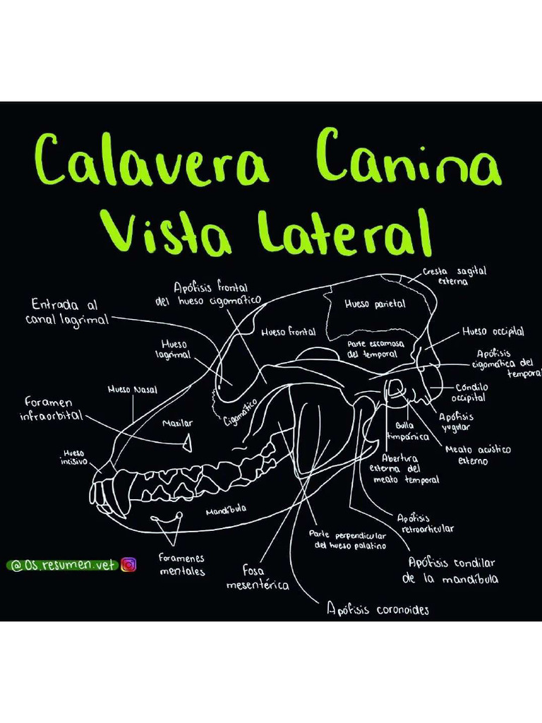 Vista Lateral Cráneo Canino | PDF