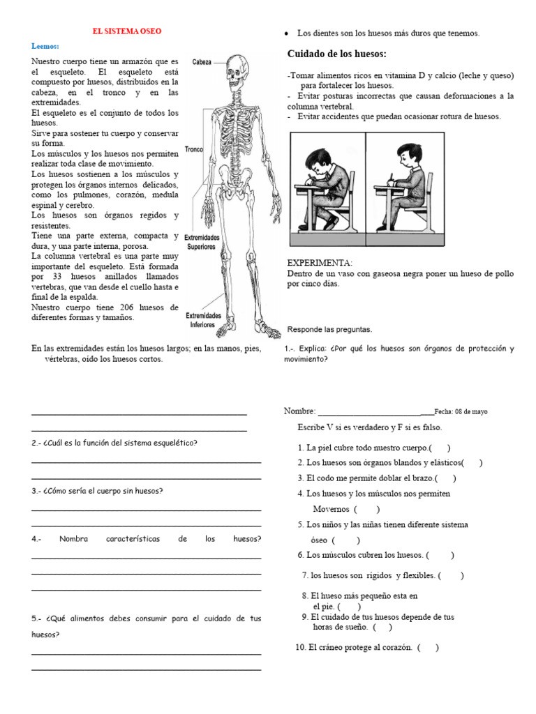 FICHA Sistema Oseo | PDF | Hueso | Esqueleto