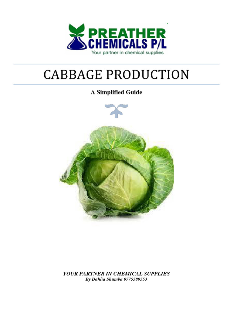 Cabbage Production Simplified Guide | PDF | Cabbage | Seed